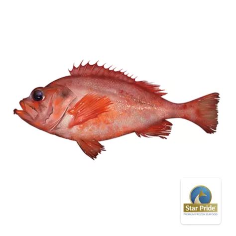 Redfish Wr 10kg Verwijs Seafood