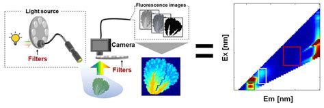 Schematic Diagram Of The Fluorescence Imaging System Left And The