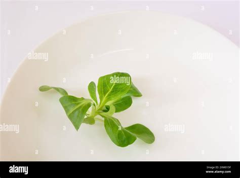 Background With Green Sprout Of Leaf Lettuce Cornsalad Lamb S Lettuce M Che Doucette Val