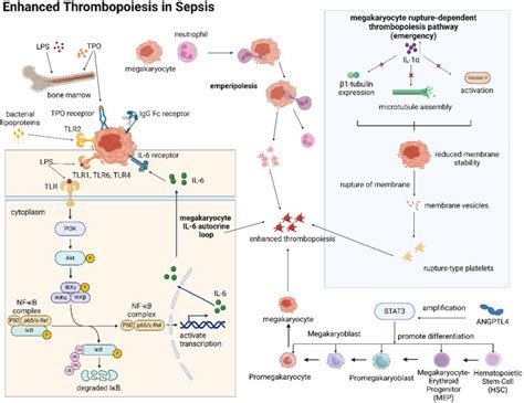 Megakaryocyte In Sepsis The Trinity Of Coagulation Inflammation And