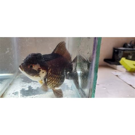 Jual Ikan Oranda Panda Shopee Indonesia