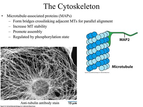 Ppt The Cytoskeleton Powerpoint Presentation Free Download Id3340914