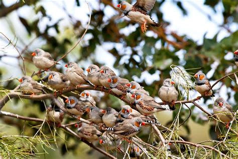 Weird Chromosome May Have Spurred Evolution Of Thousands Of Songbirds