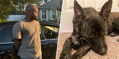 El Perro Que Obtuvo Justicia En Florida Encarcelan Al Hombre Que Le