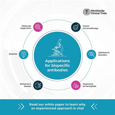 Bispecific Antibody Pk And Ada Bioanalysis An Experienced Approach Emily Shelton