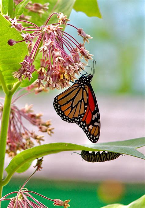 Monarch Butterfly Photography Print Etsy