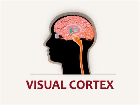 visual cortex