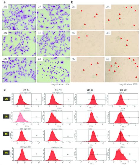 Senescence Of Irradiated Ascs A Crystal Violet Staining Cell Download Scientific Diagram