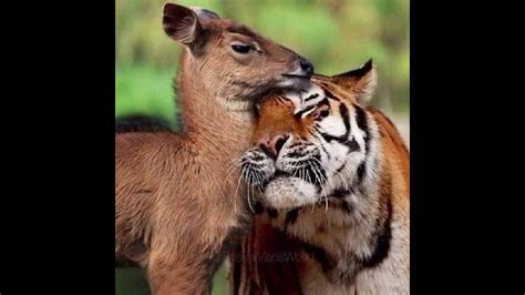 සුන්දර පරිසරයේ ලස්සන සතුන්ගේ හැසිරීම් රටා Travel Trending Vairal Vairalvideo Saluka Tv