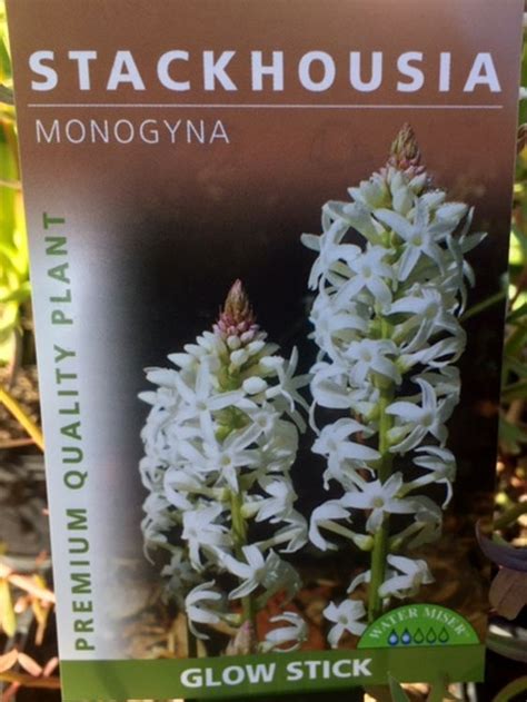Stackhousia Monogyna Glow Stick Wholesale Nursery Nurseries In Melbourne Sydney And Brisbane