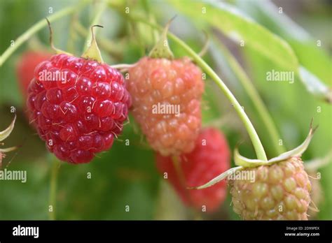 English Grown Raspberry Is Aggregate Fruit Of Individual Drupelets Held Together By Fine Nearly
