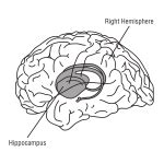 Human Brain Drawing Free Svg