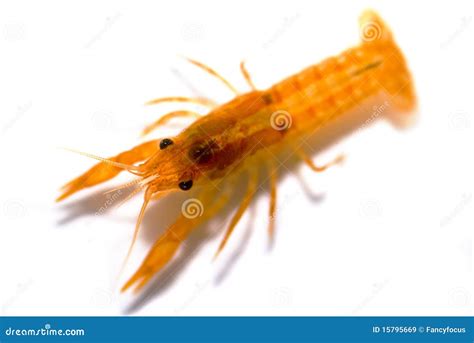 Mexican Dwarf Orange Crayfish Stock Image Image Of World Mexican