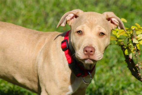 Red Nose Pitbull Breed Info Pictures Genetics Facts And More