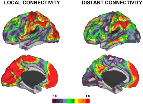 local and distant functional connectivity maps local left and