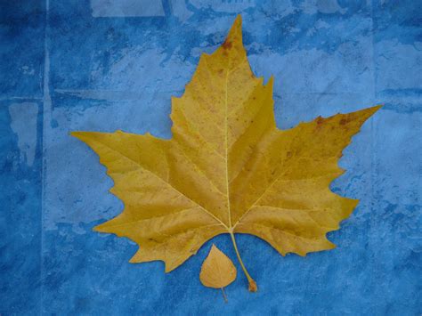 Wallpaper Id 1197949 Dry Leaves Blue Rain No People Outdoors