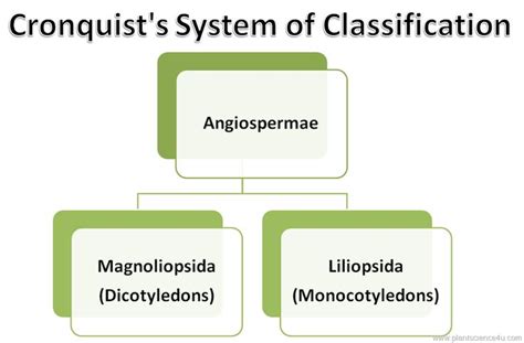 Cronquists System Of Classification Plant Science 4 U