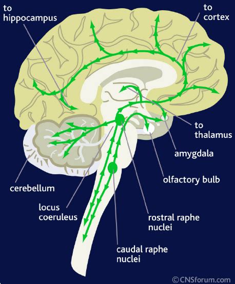 Norepinephrine Neurotransmitter Function