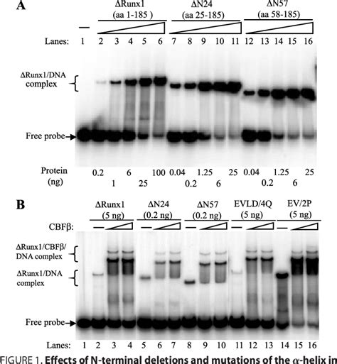figure 1 from identification of an n terminal transactivation domain of