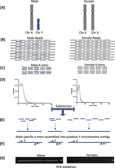 Schematic Diagram Showing Methodology Of The Genome Subtraction Download Scientific Diagram