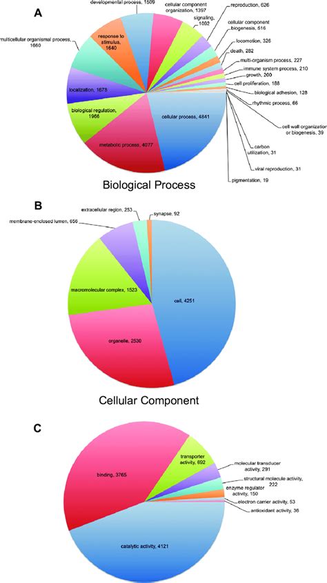 Classification Of L Hesperus Isotig Sequences Based On Predicted Gene Download Scientific