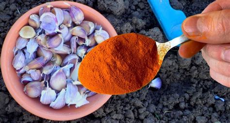 Щоб часник не чіпали шкідники та хвороби обробіть його перед посадкою цим засобом