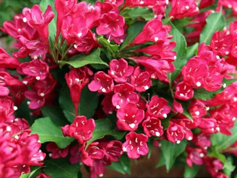 Krzewuszka Cudowna Bristol Ruby