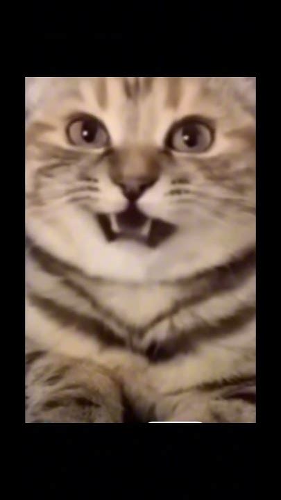 Cat Fyp Cat Cats Youtube