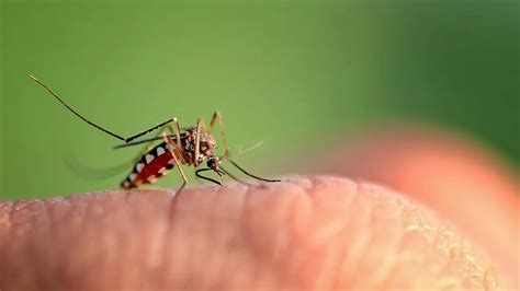 Dengue Fever Outbreak Svg Reports 213 Cases 17 Hospitalizations Wic