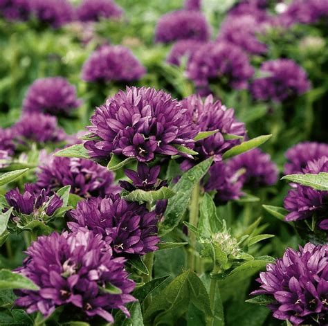 Фиолетовые садовые цветы многолетники 78 фото