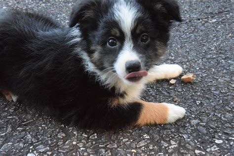 Black Mini Aussie Puppies