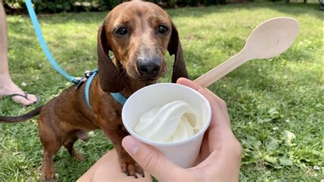 Mini Dachshund Tries Pup Cup Ice Cream🍦 Youtube