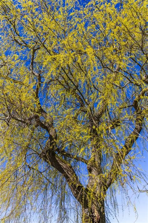 Beautiful Scenery Of Puget Sound In Early Spring Stock Image Image