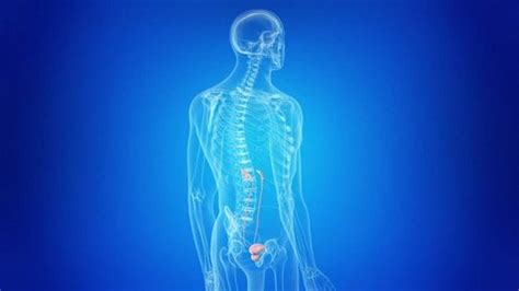 Medically Accurate 3d Animation Prostate Cancer Stock Footage Video