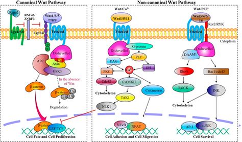 Frontiers Role Of Wnt Signaling Pathway In Joint Development And Cartilage Degeneration