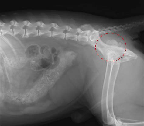 Dog Constipation X Ray At Lauren Meudell Blog