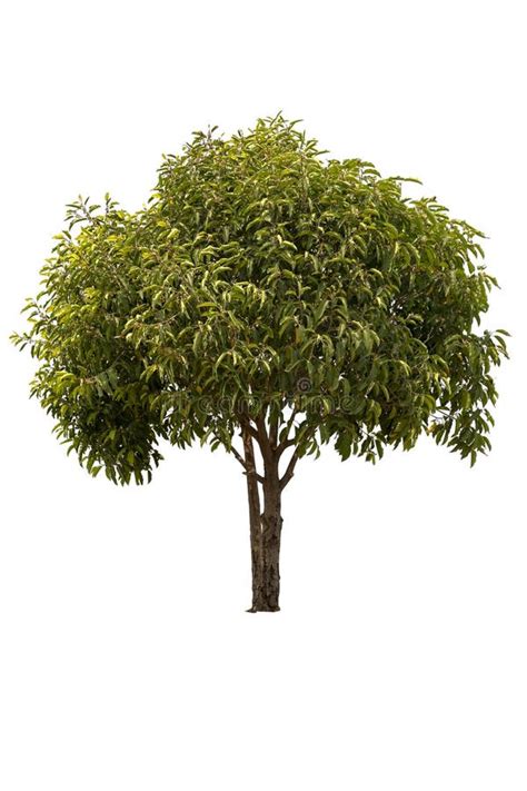 A Big Tree Isolated On White Background Stock Image Image Of Isolated Nature