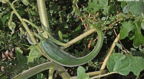 Proboscidea Parviflora Devils Claw Edible Uses Charles W Kane