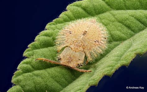 Owlfly Larva By Andreas Kay One Nice Bug Per Day