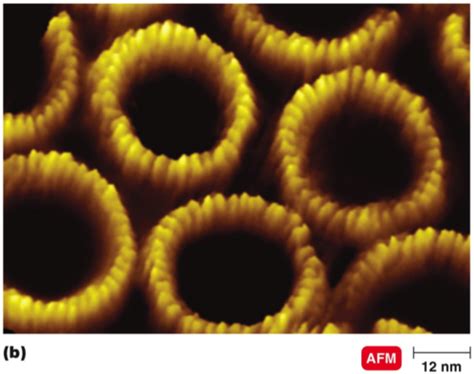 Chapter 4 Review Microscopy Staining And Classification Flashcards
