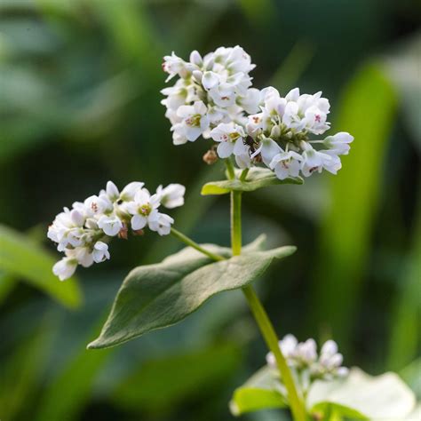 Buckwheat Seeds Flower Seeds In Packets And Bulk Eden Brothers