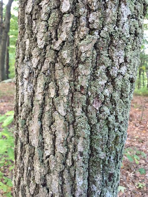 Eastern Black Oak Quercus Velutina North Carolina Extension