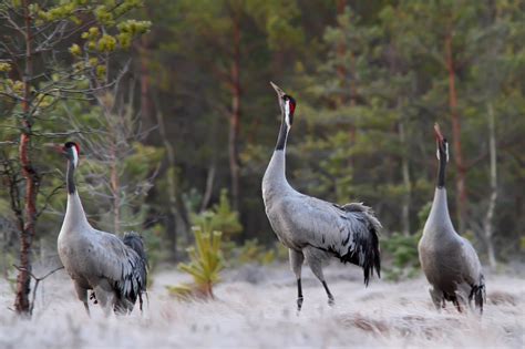 Conservation Efforts In Eritrea Protecting Endangered Species And