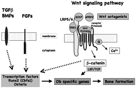 The Wnt Signaling Pathway The Principal Osteogenic Master Gene For