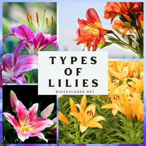You Searched For Flowers Different Types Bio Explorer