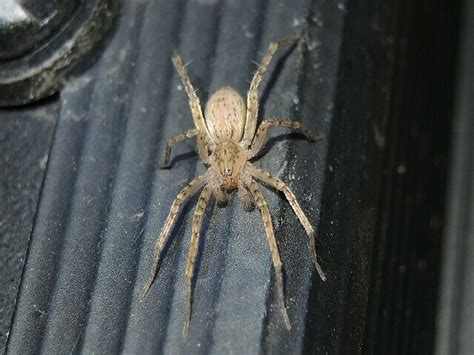 Anyphaena In March 2023 By Privatenoaccess · Inaturalist