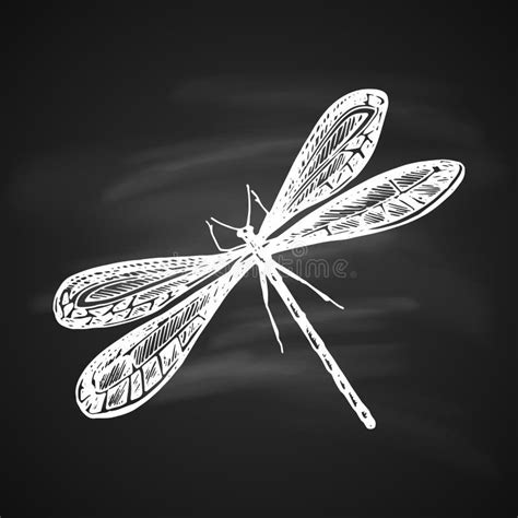 Odonata Stock Illustrations 489 Odonata Stock Illustrations Vectors And Clipart Dreamstime