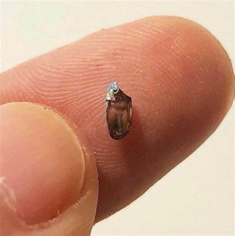 What Kind Of Bug Is This R Unexpected