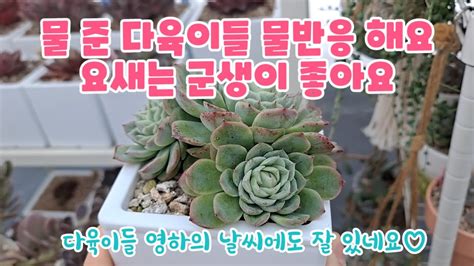 물 준 다육이들 물반응해요 요새는 군생다육이가 좋아요 다육이들 영하의 날씨에도 잘 있네요 다육이 다육이키우기 Succulents Youtube