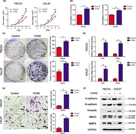 Ccn2 Promotes The Proliferation Migration And Invasion Of Tscca And
